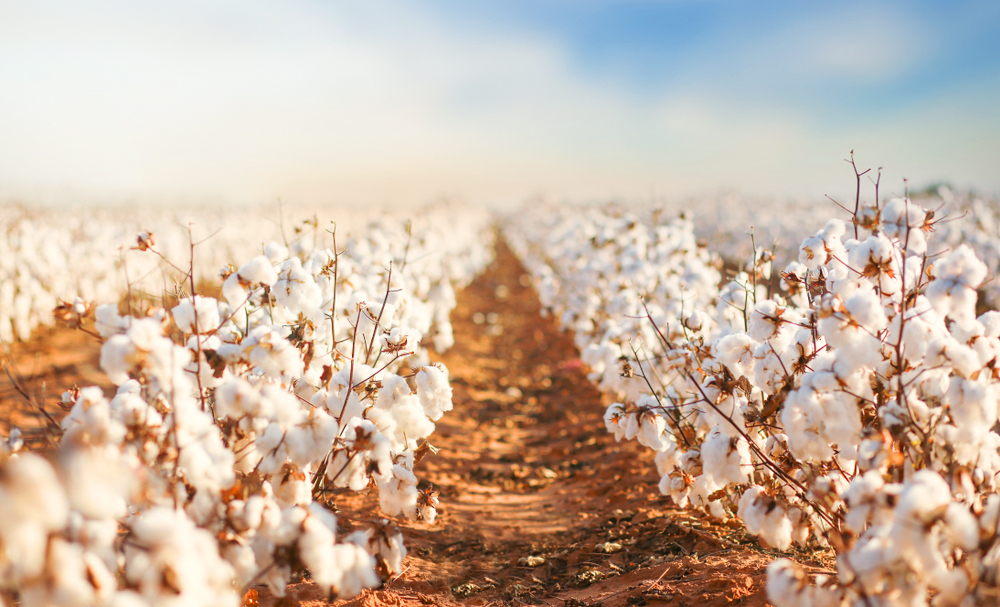 Better Cotton Chain of Custody Verification Service | Bureau Veritas CPS