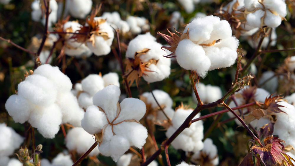 Bureau Veritas’ Solution for Better Cotton Initiative